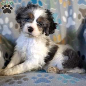 Cockapoo Puppies for Sale - Greenfield Puppies