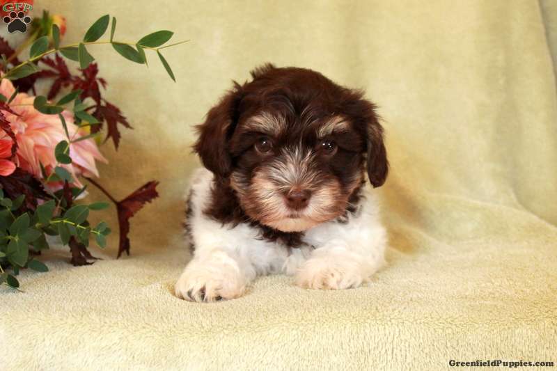 Mocha - Havapoo Puppy For Sale in Pennsylvania