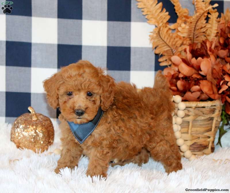 Nick - Miniature Poodle Puppy For Sale in Pennsylvania