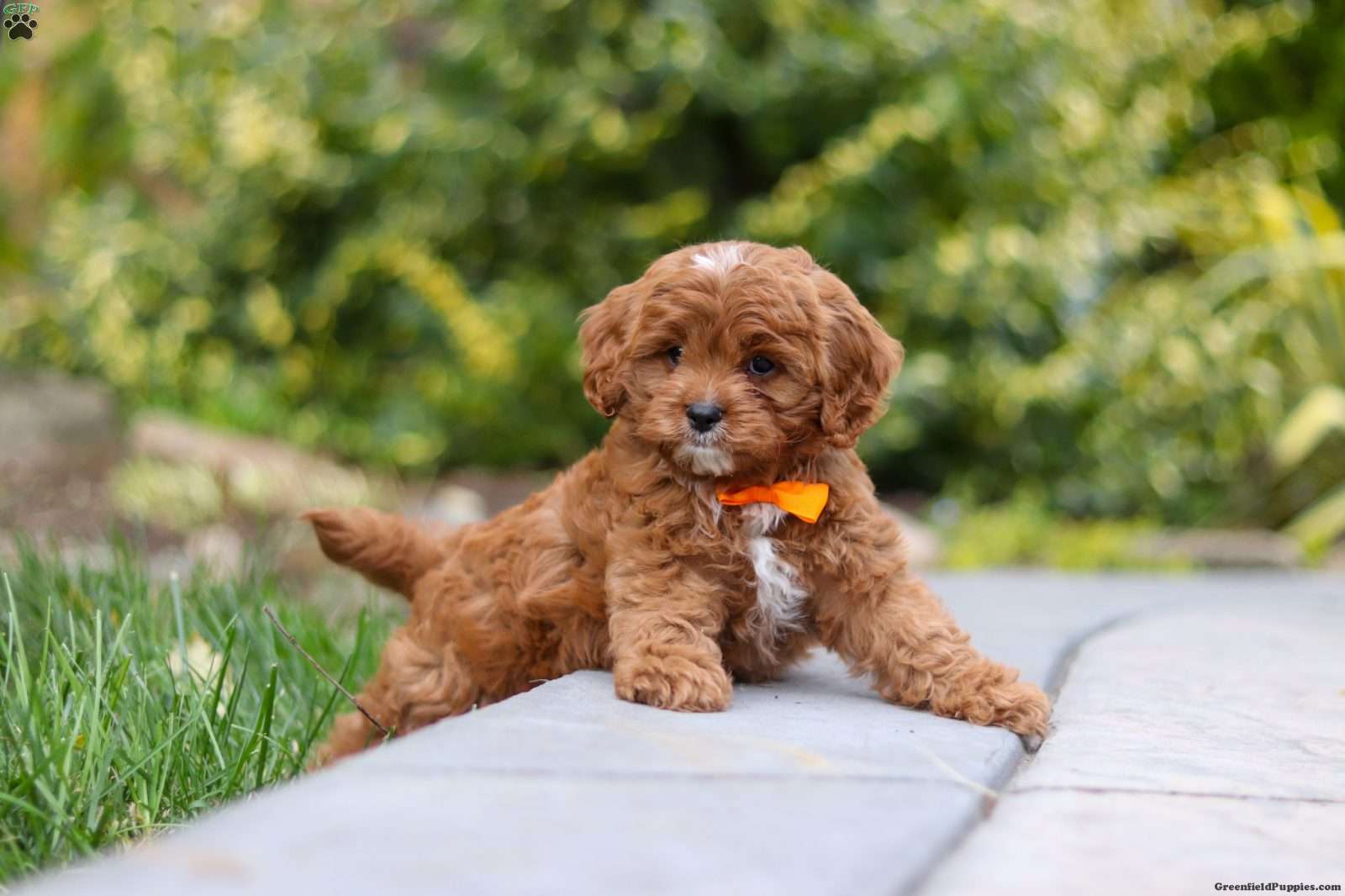 Peyton - Cavapoo Puppy For Sale in Ohio
