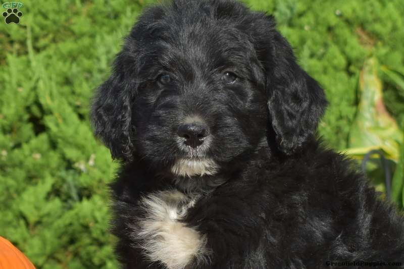 Phantom - Bernedoodle Puppy For Sale in Pennsylvania