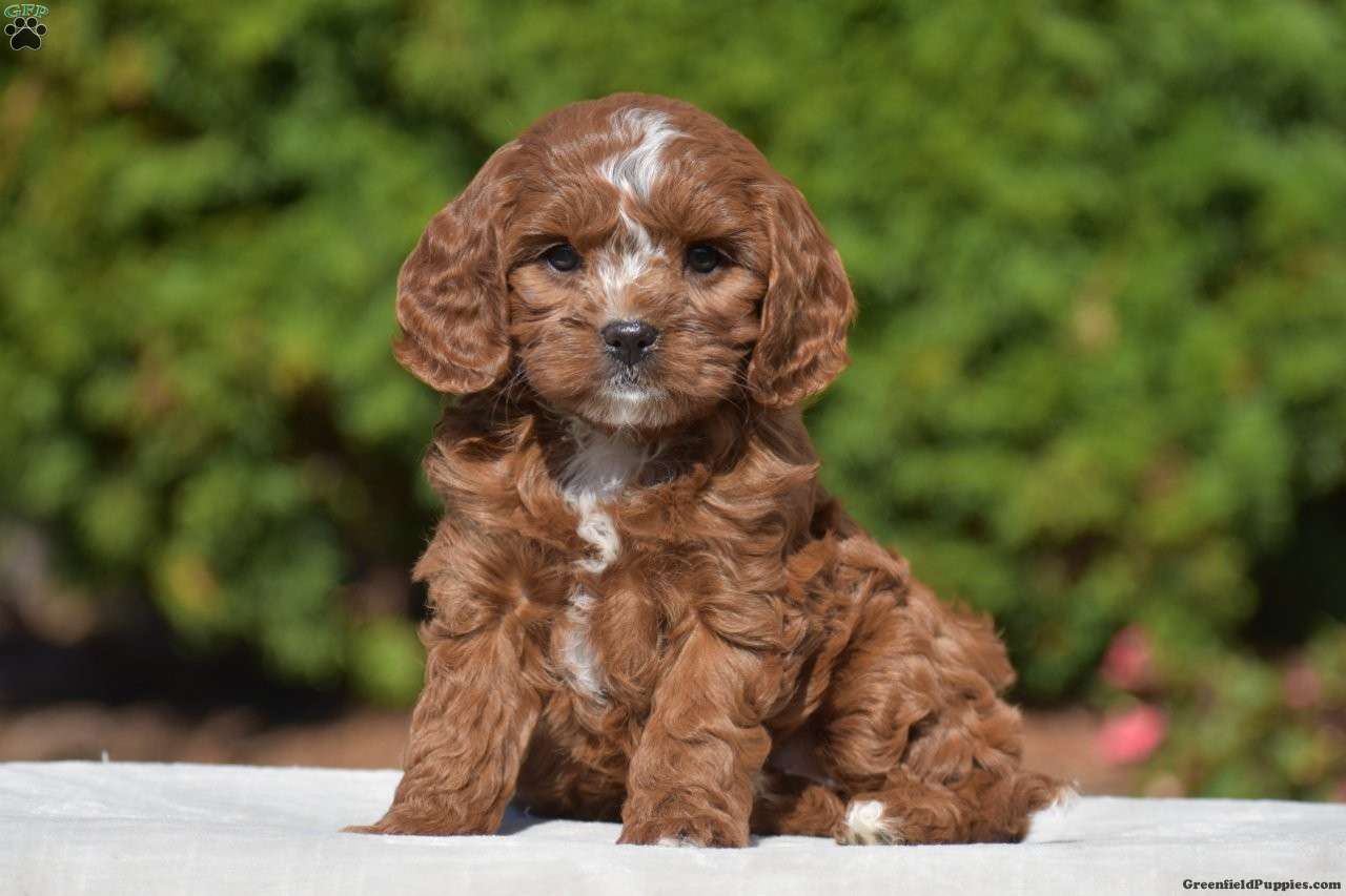 Jess - Cavapoo Puppy For Sale in Pennsylvania
