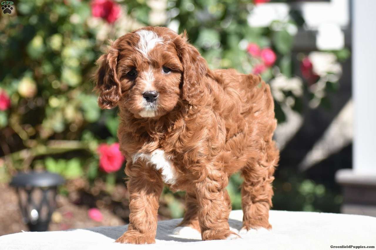 June - Cavapoo Puppy For Sale in Pennsylvania