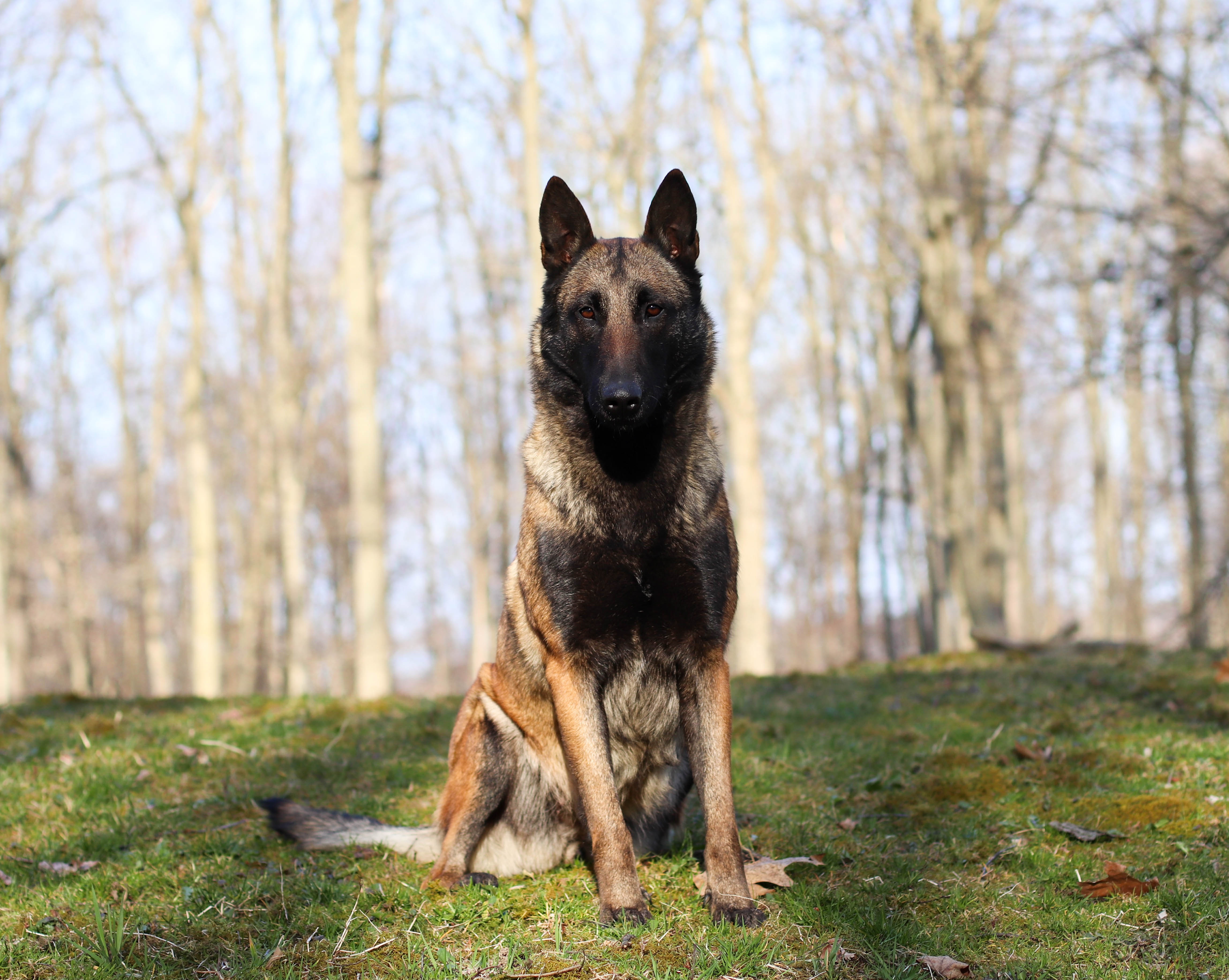 Halo - Belgian Malinois Puppy For Sale in Ohio