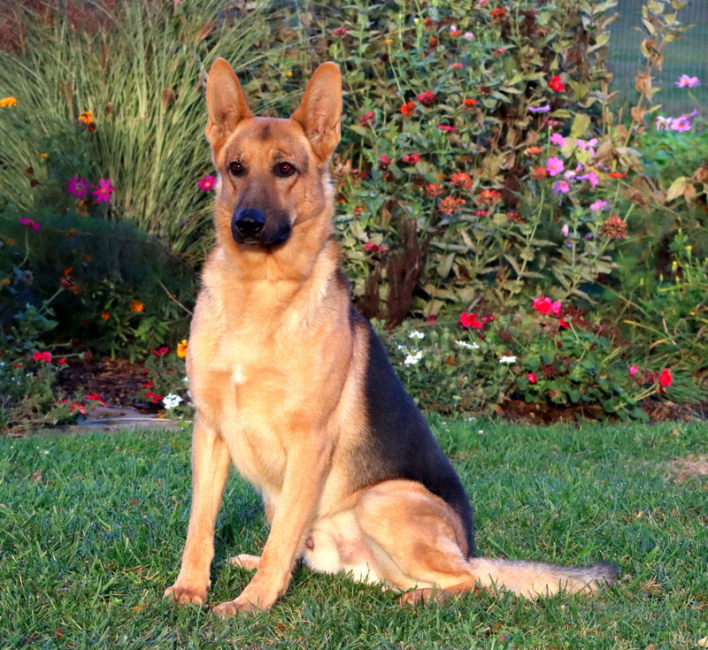 Jenna - German Shepherd Puppy For Sale in Pennsylvania