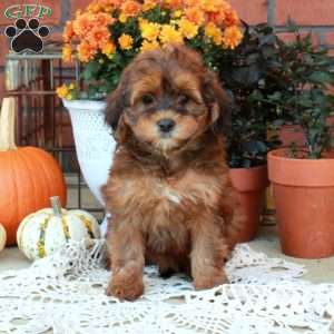 Havapoo Puppies For Sale - Greenfield Puppies