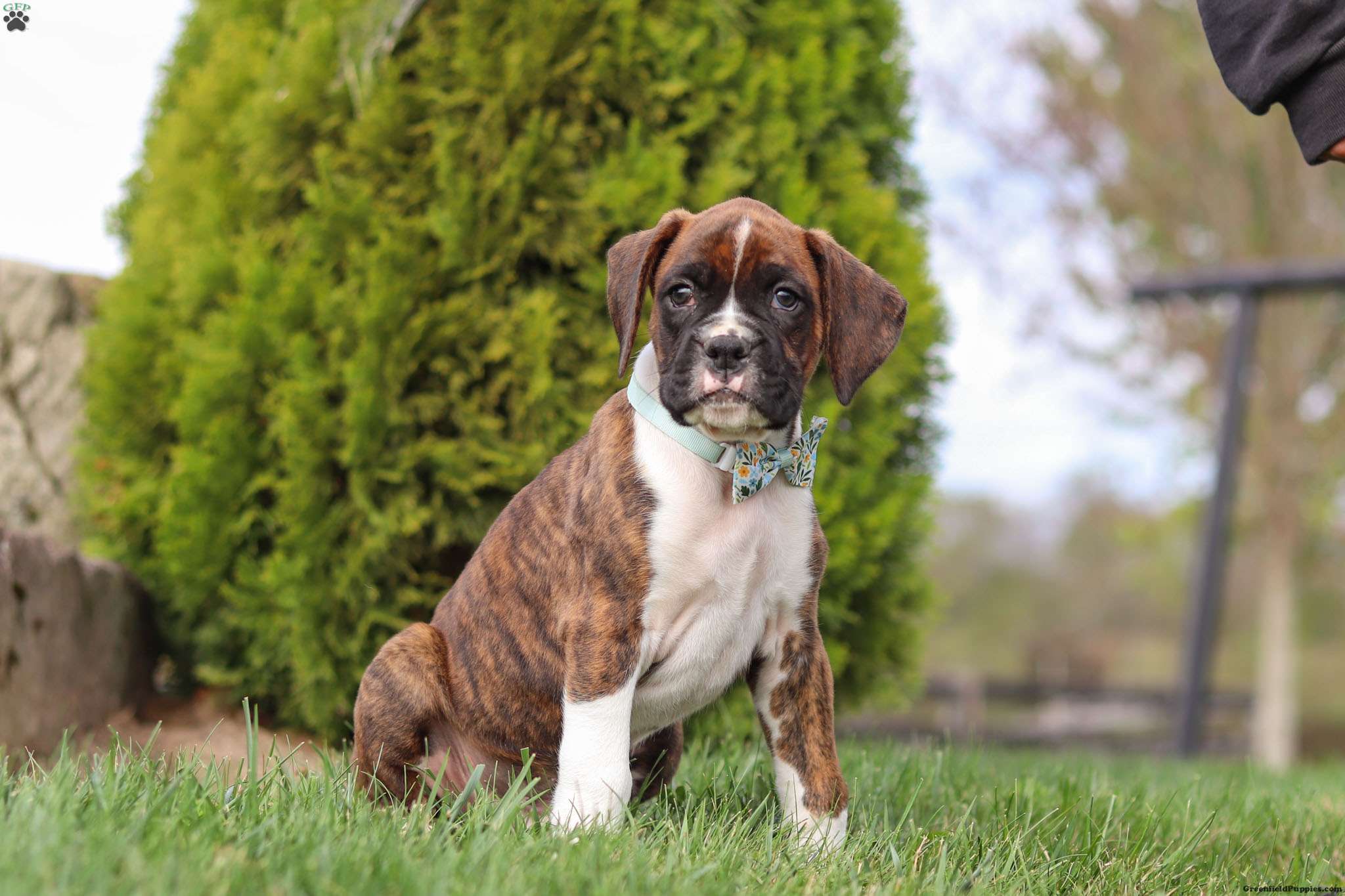Shadow - Boxer Puppy For Sale in Ohio