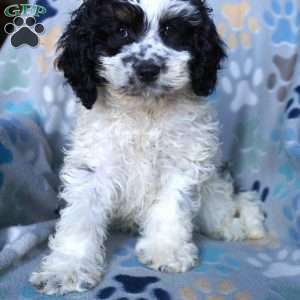 Cockapoo Puppies for Sale - Greenfield Puppies