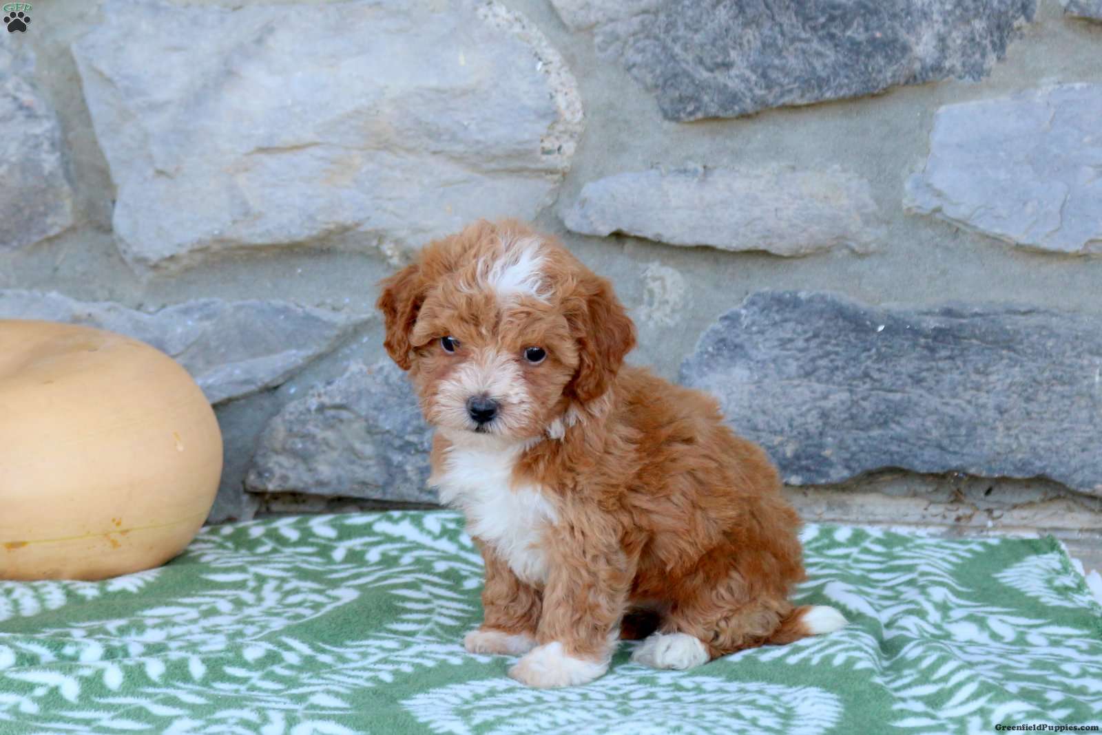 Sweetie - Toy Poodle Mix Puppy For Sale in Pennsylvania