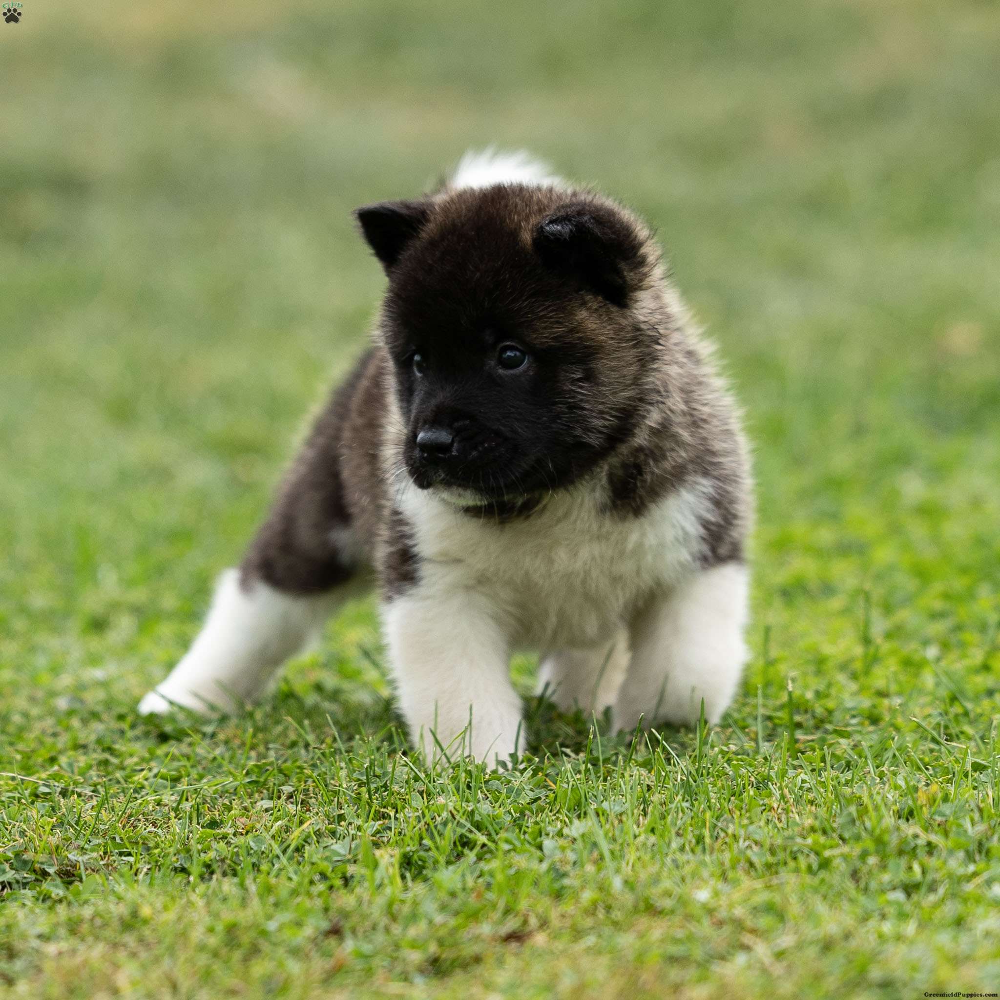 Takeo - Akita Puppy For Sale in Pennsylvania