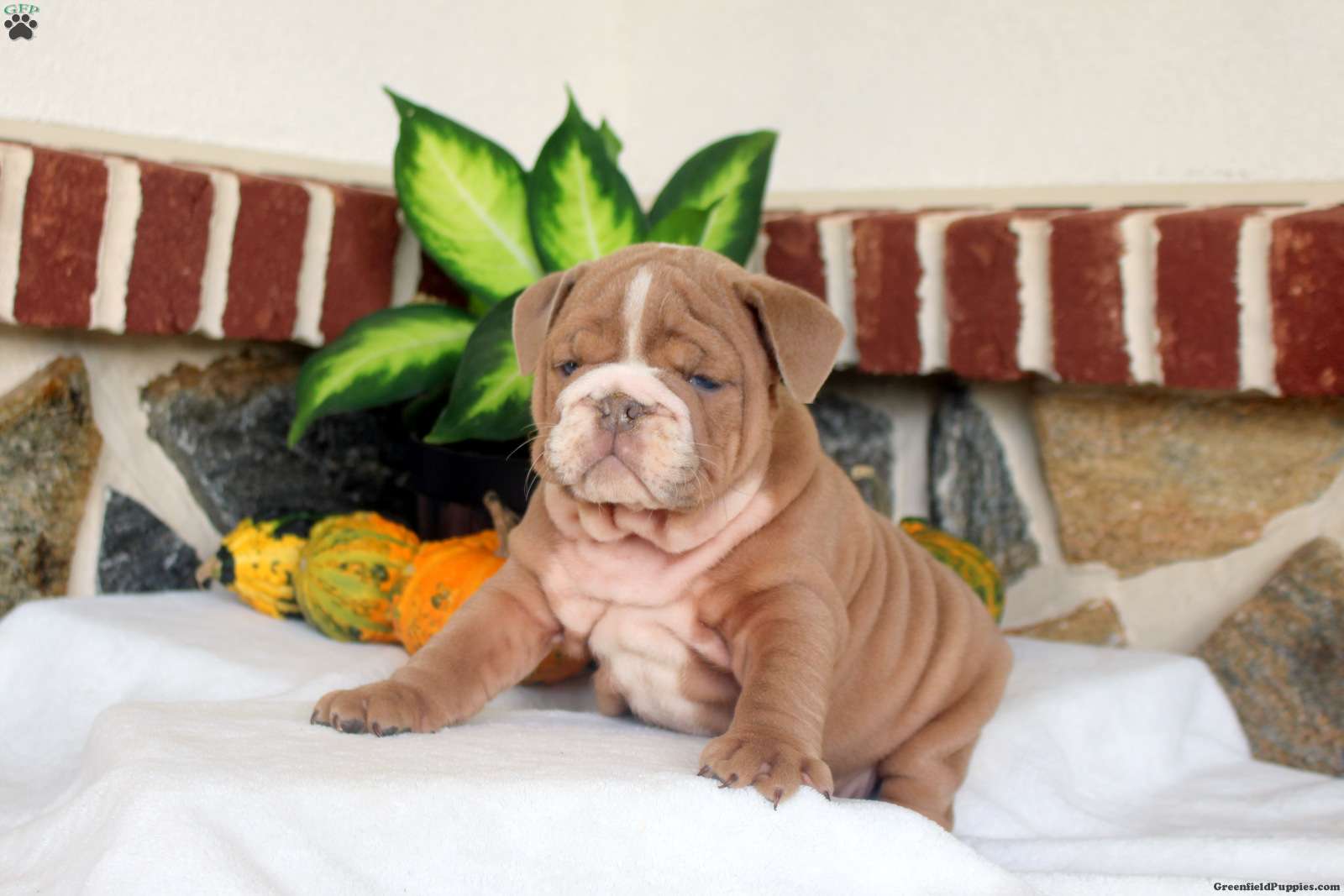 Vance - English Bulldog Puppy For Sale in Pennsylvania