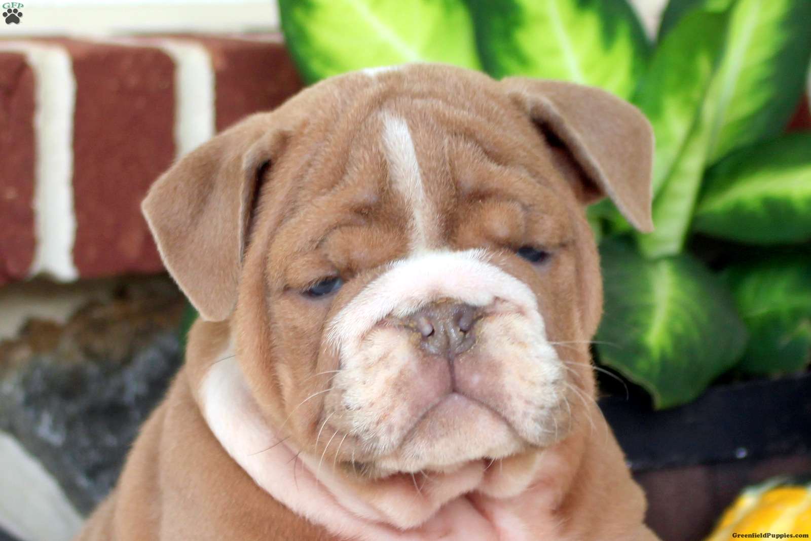 Vance - English Bulldog Puppy For Sale in Pennsylvania