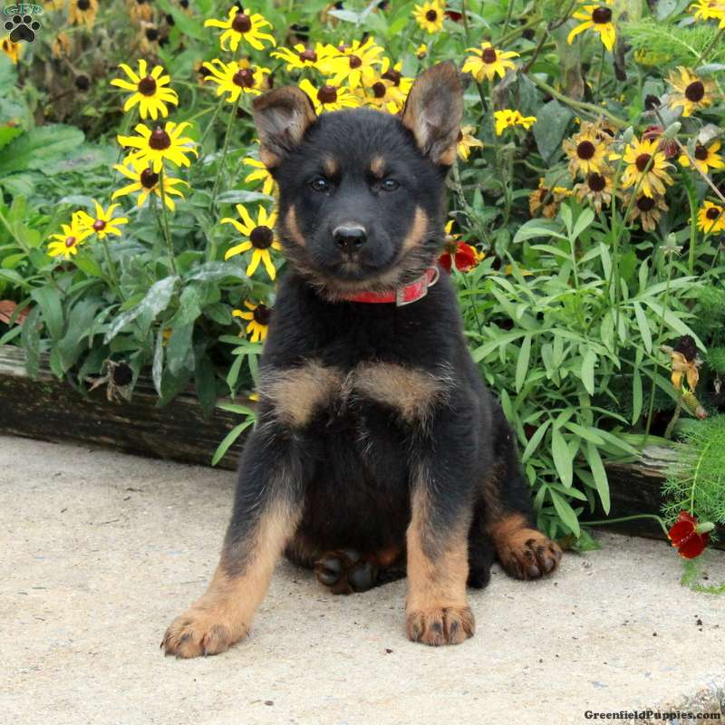 Violet - German Shepherd Puppy For Sale in Pennsylvania