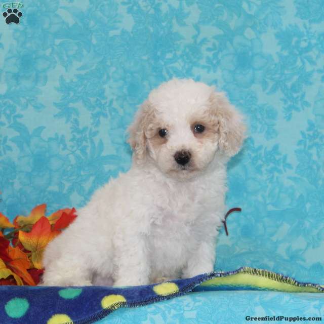 White Pine - Bich-Poo Puppy For Sale in Pennsylvania