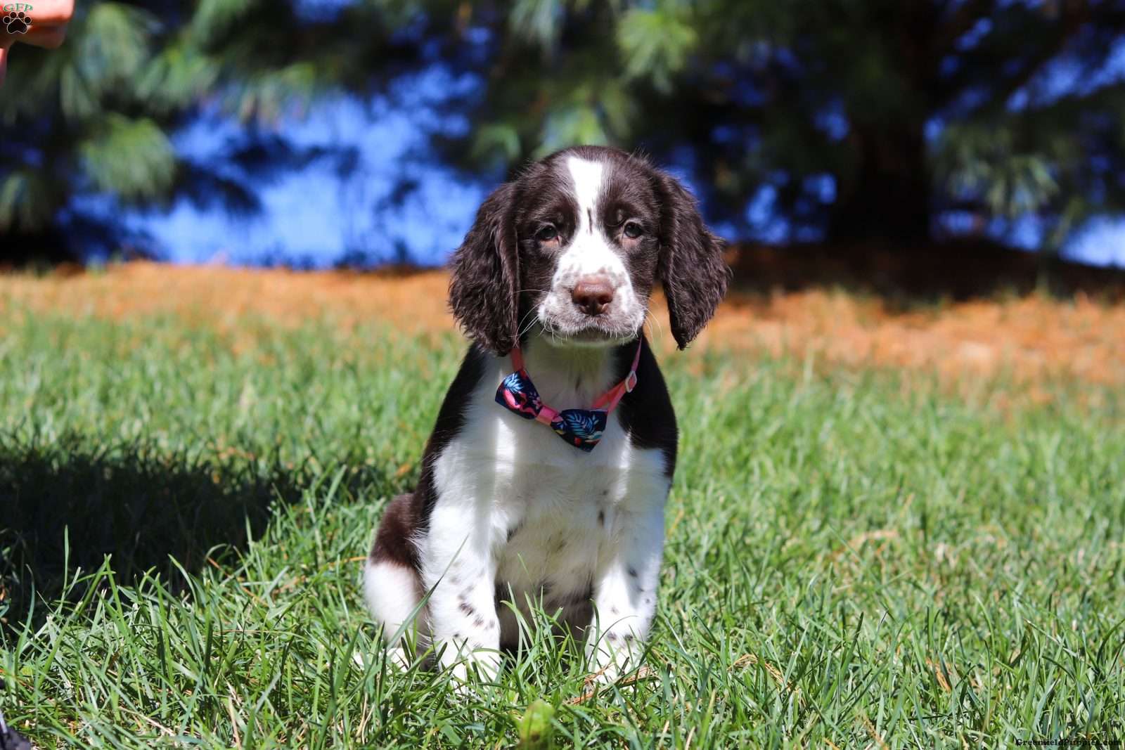 Winter - English Springer Spaniel Puppy For Sale in Ohio