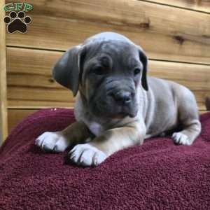 Cane Corso Puppies For Sale - Greenfield Puppies