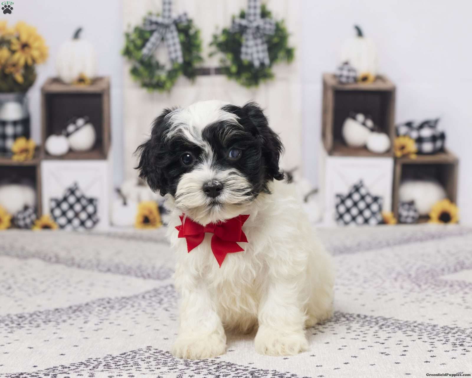 Beanie - Havapoo Puppy For Sale in Ohio