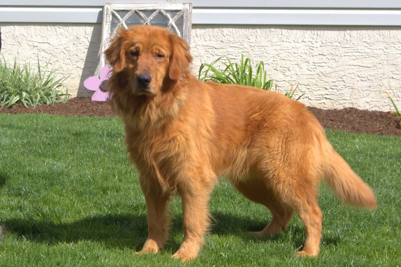 Gingerale - Golden Retriever Puppy For Sale in Pennsylvania