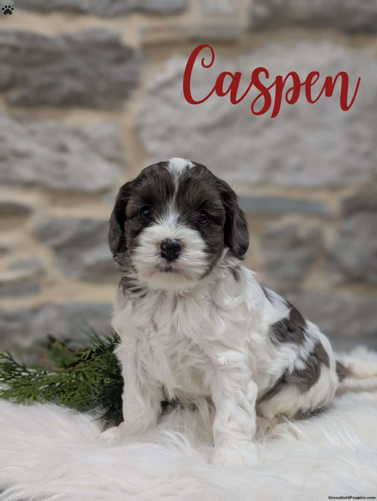 Caspen - Cavapoo Puppy For Sale in Pennsylvania