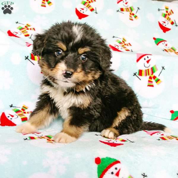Cole - Bernedoodle Puppy For Sale in New York