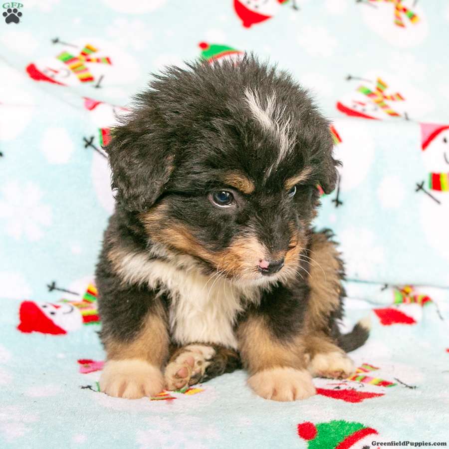 Cole - Bernedoodle Puppy For Sale in New York