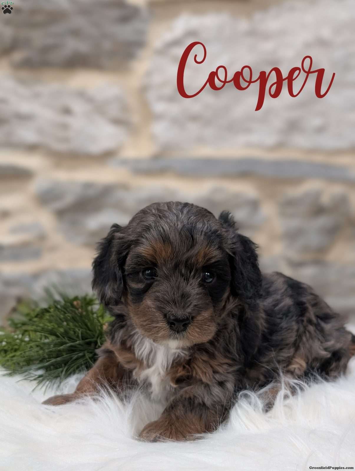 Cooper - Cavapoo Puppy For Sale in Pennsylvania