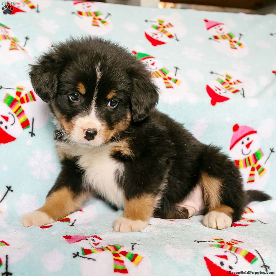 Crandell - Bernedoodle Puppy For Sale in New York