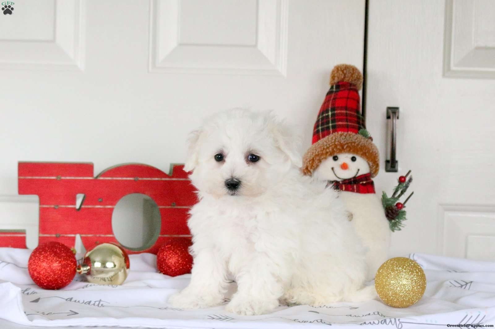 Hector - Bichon Frise Puppy For Sale in Pennsylvania