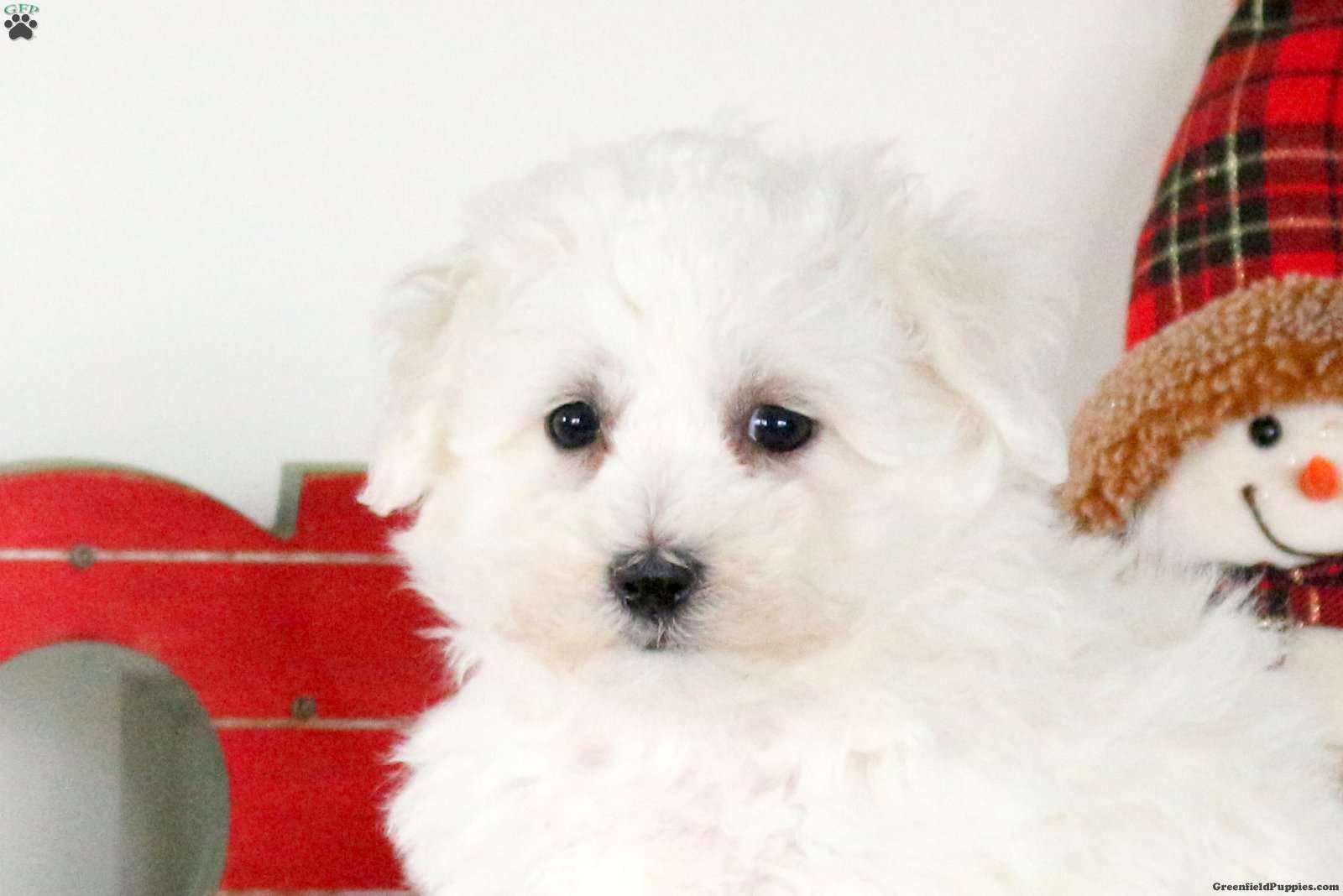 Hector - Bichon Frise Puppy For Sale in Pennsylvania
