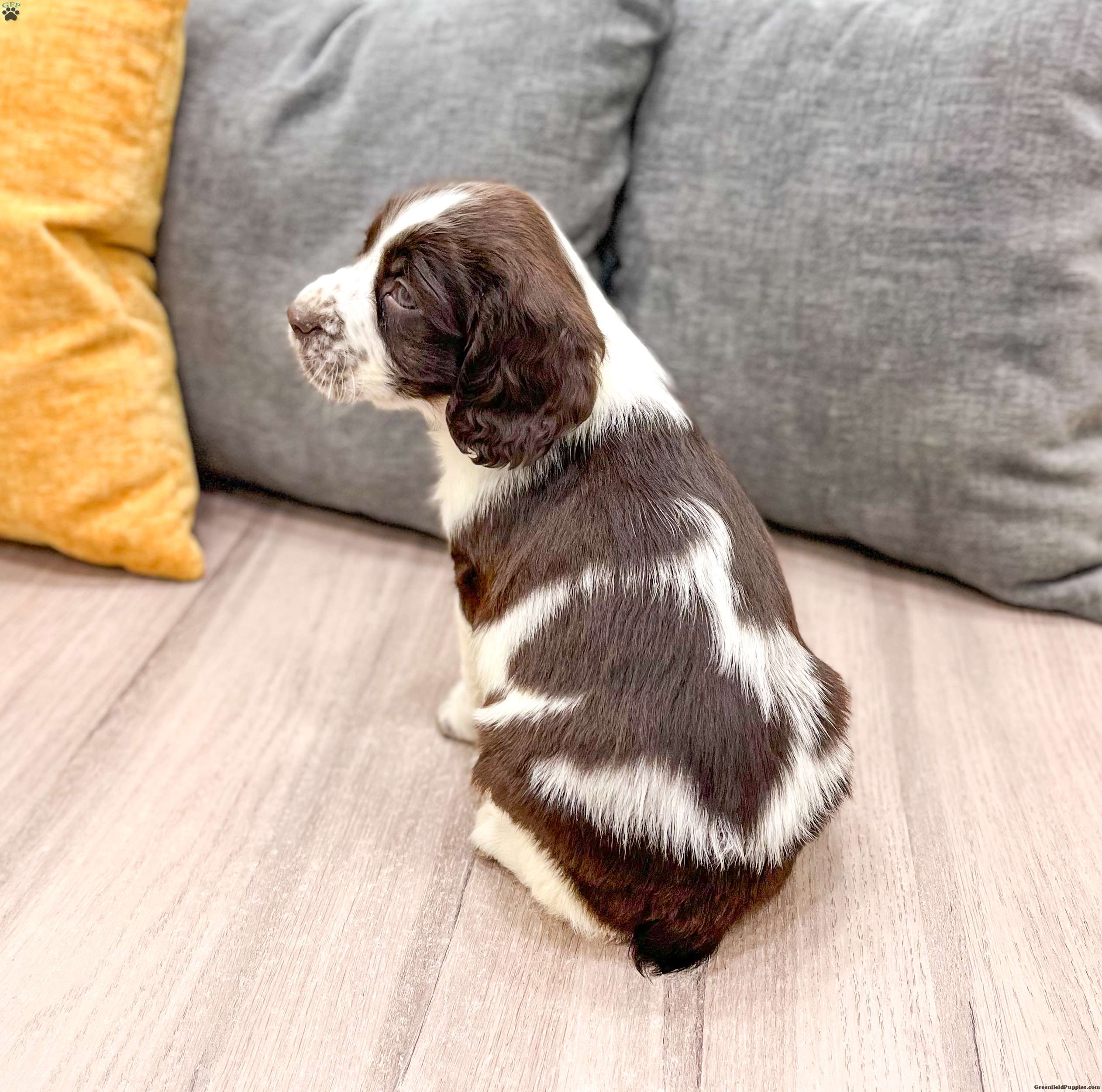 Elliott - English Springer Spaniel Puppy For Sale in Ohio
