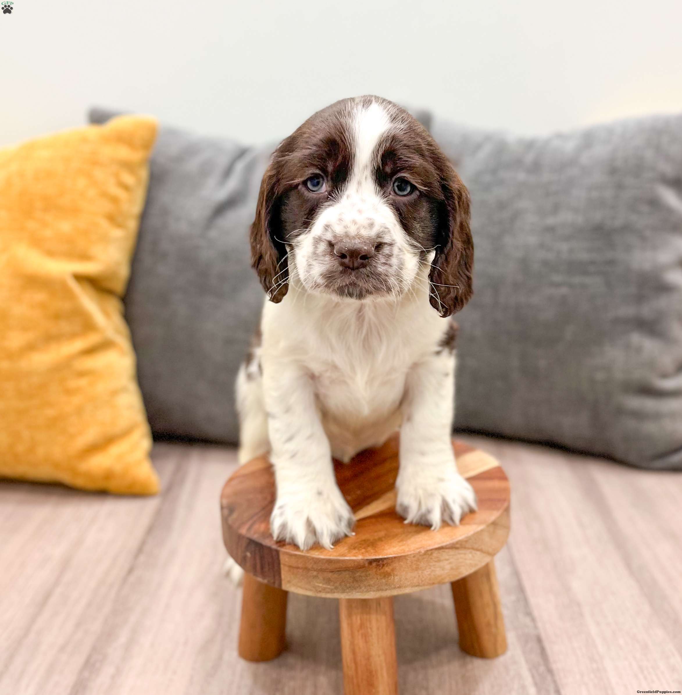 Elliott - English Springer Spaniel Puppy For Sale in Ohio