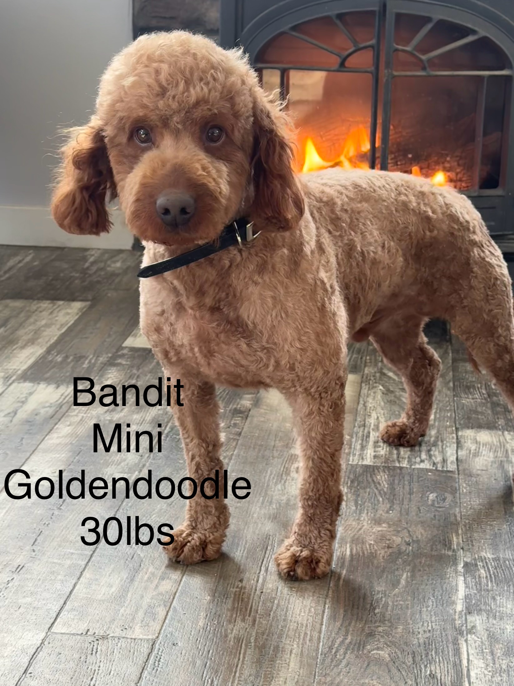 Missy - Mini Goldendoodle Puppy For Sale in Pennsylvania