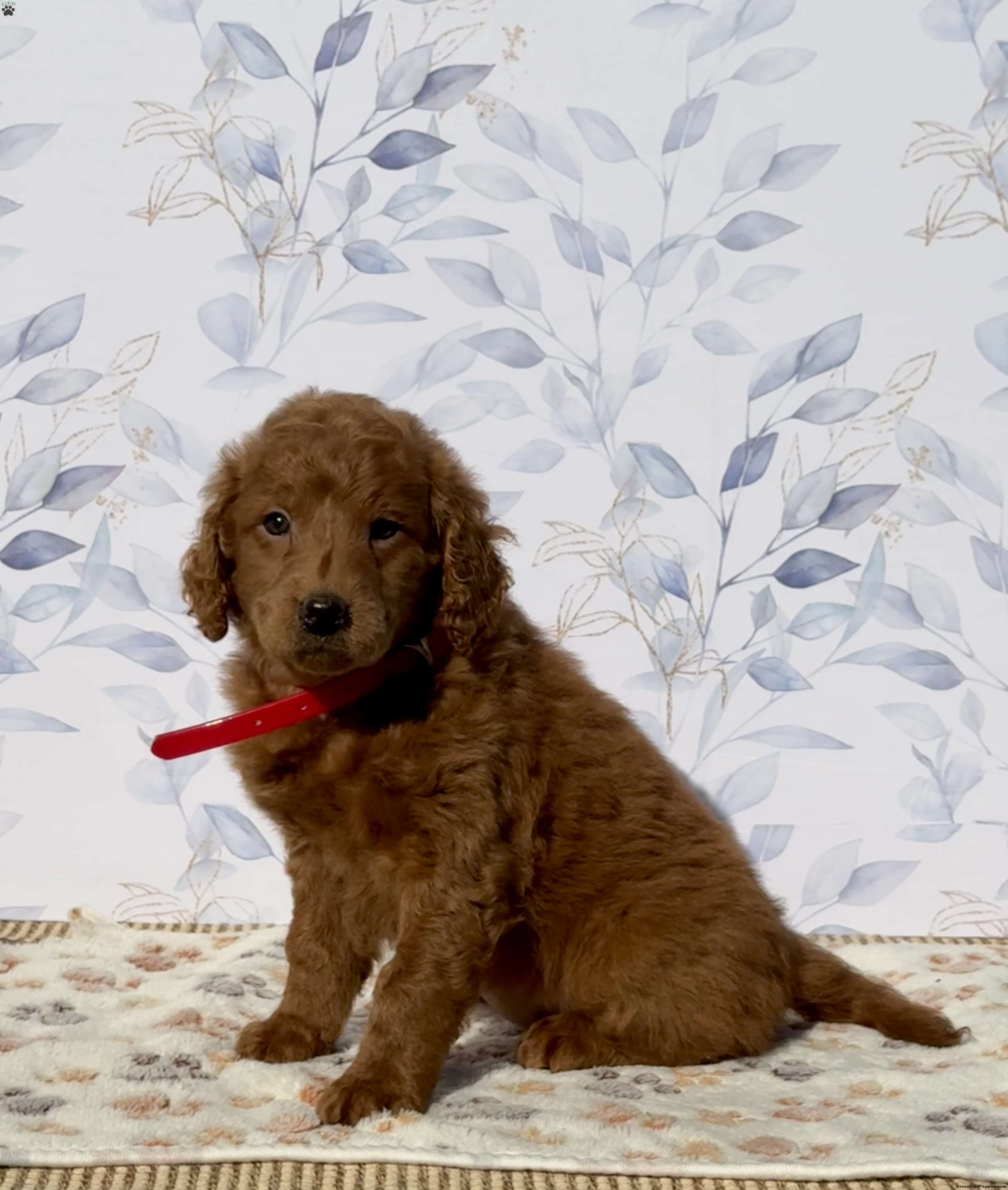 Missy - Mini Goldendoodle Puppy For Sale in Pennsylvania