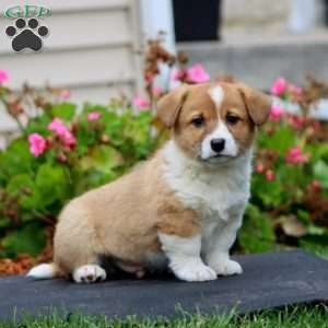 Welsh Corgi Mix Puppies For Sale | Greenfield Puppies