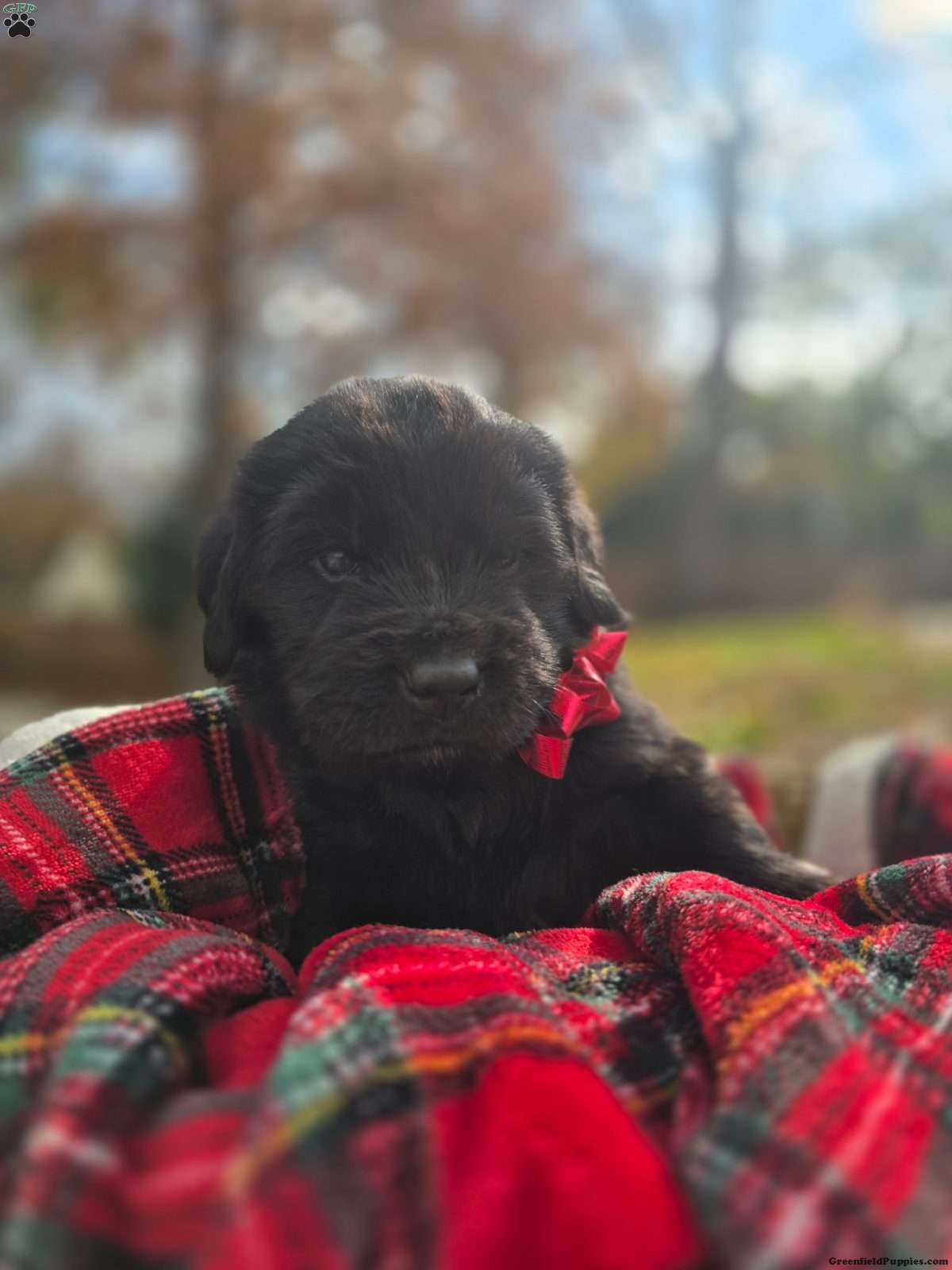 Lime Green - Newfoundland Puppy For Sale in Delaware