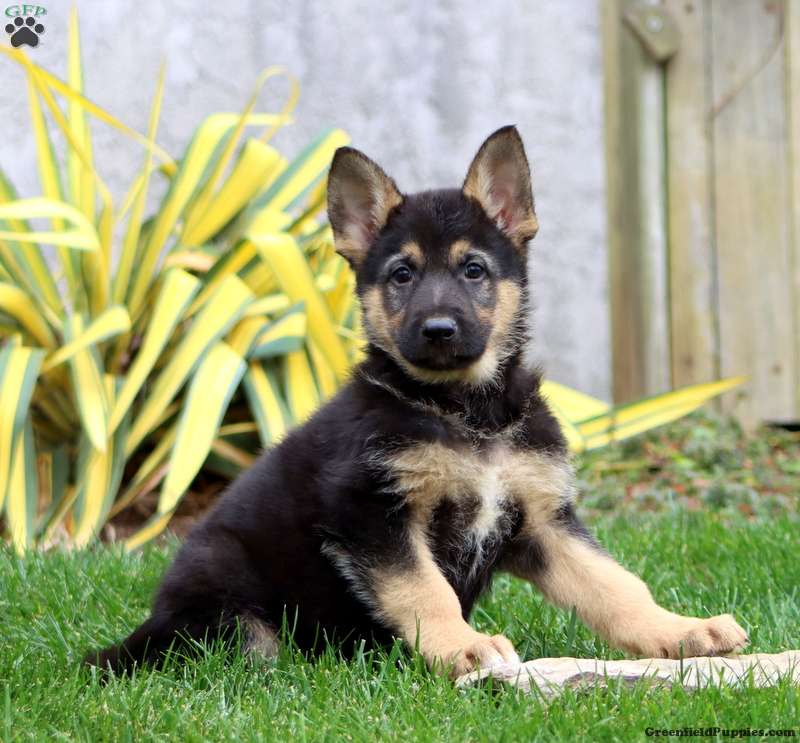 Max - German Shepherd Puppy For Sale in Pennsylvania