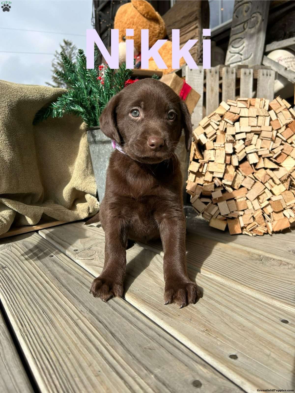Nikki - Chocolate Labrador Retriever Puppy For Sale in Pennsylvania