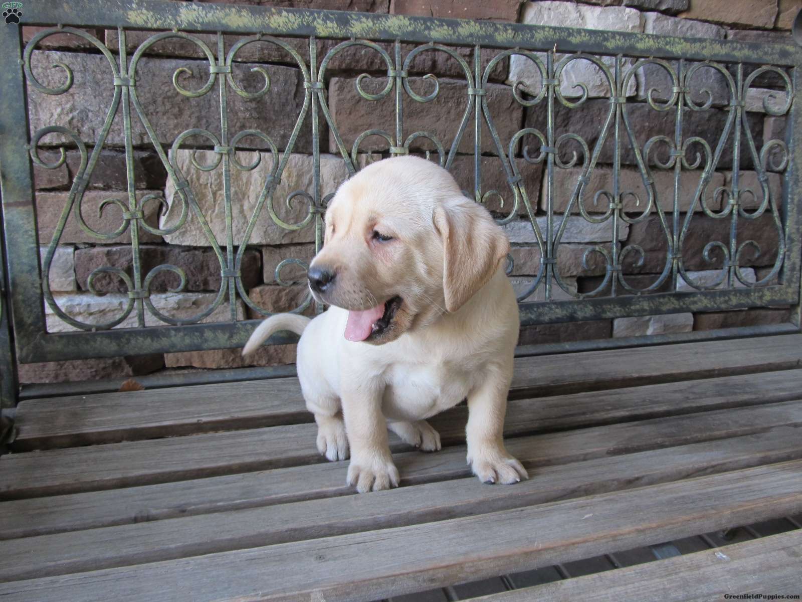 Patsy - Yellow Labrador Retriever Puppy For Sale in Pennsylvania