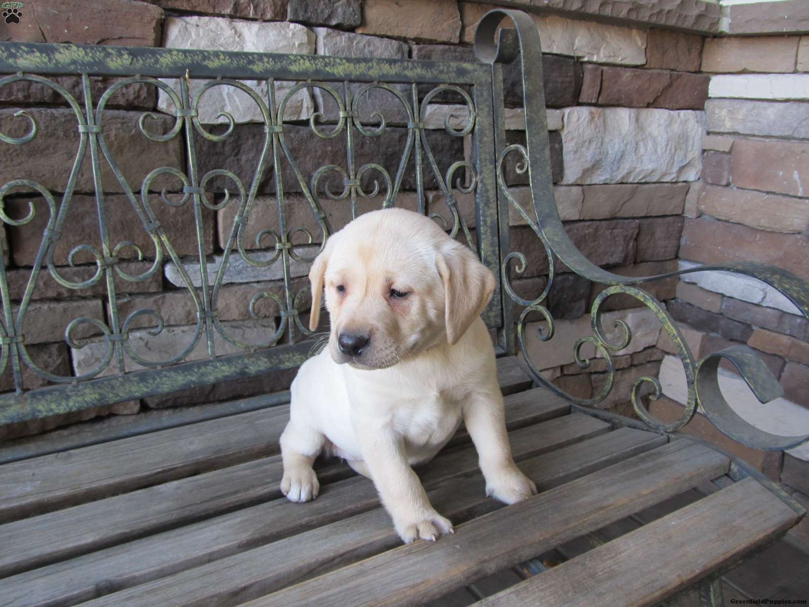 Patsy - Yellow Labrador Retriever Puppy For Sale in Pennsylvania