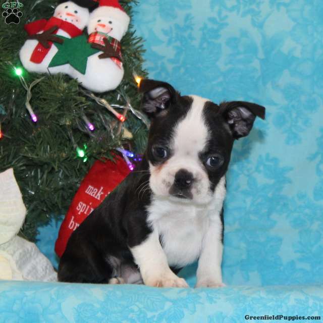 Robin - Boston Terrier Puppy For Sale in Pennsylvania