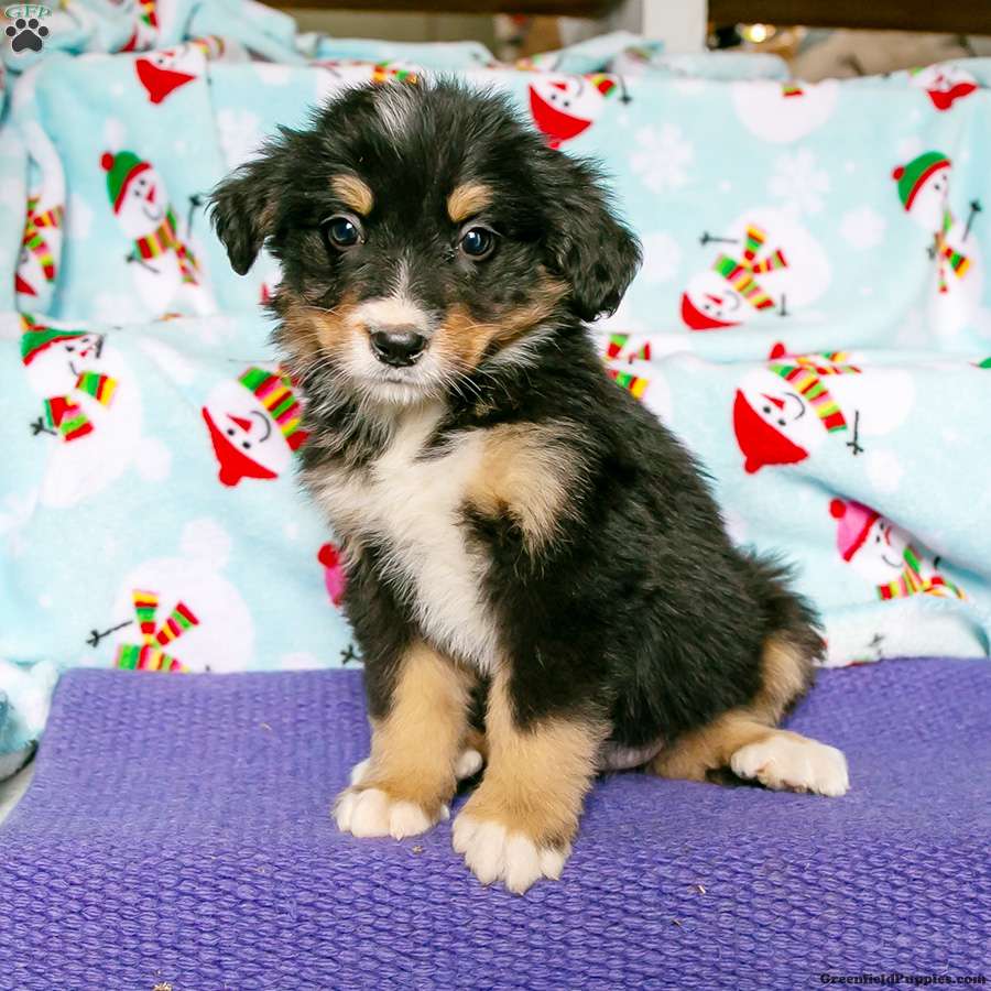 Rose - Bernedoodle Puppy For Sale in New York