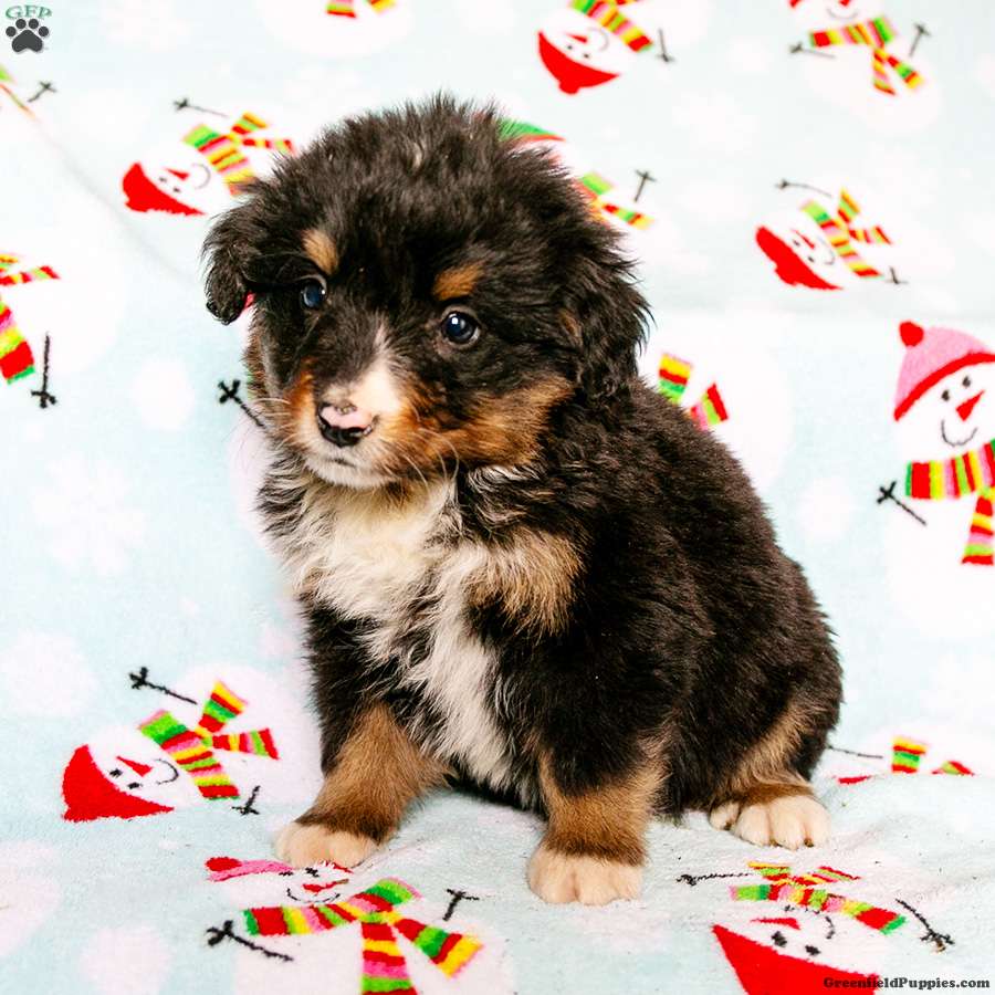 Ruth - Bernedoodle Puppy For Sale in New York