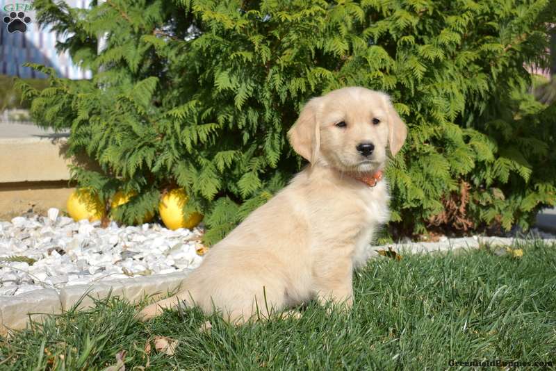 Scottie - Golden Retriever Puppy For Sale in Pennsylvania