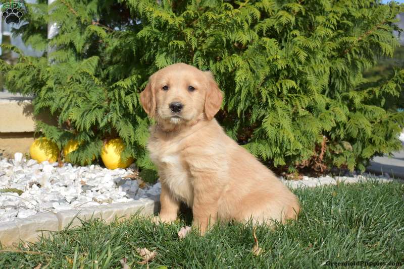 Shadow - Golden Retriever Puppy For Sale in Pennsylvania