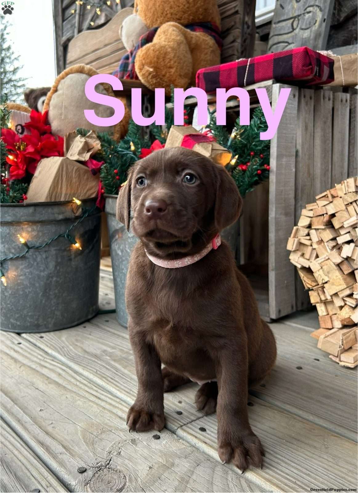 Sunny - Chocolate Labrador Retriever Puppy For Sale in Pennsylvania