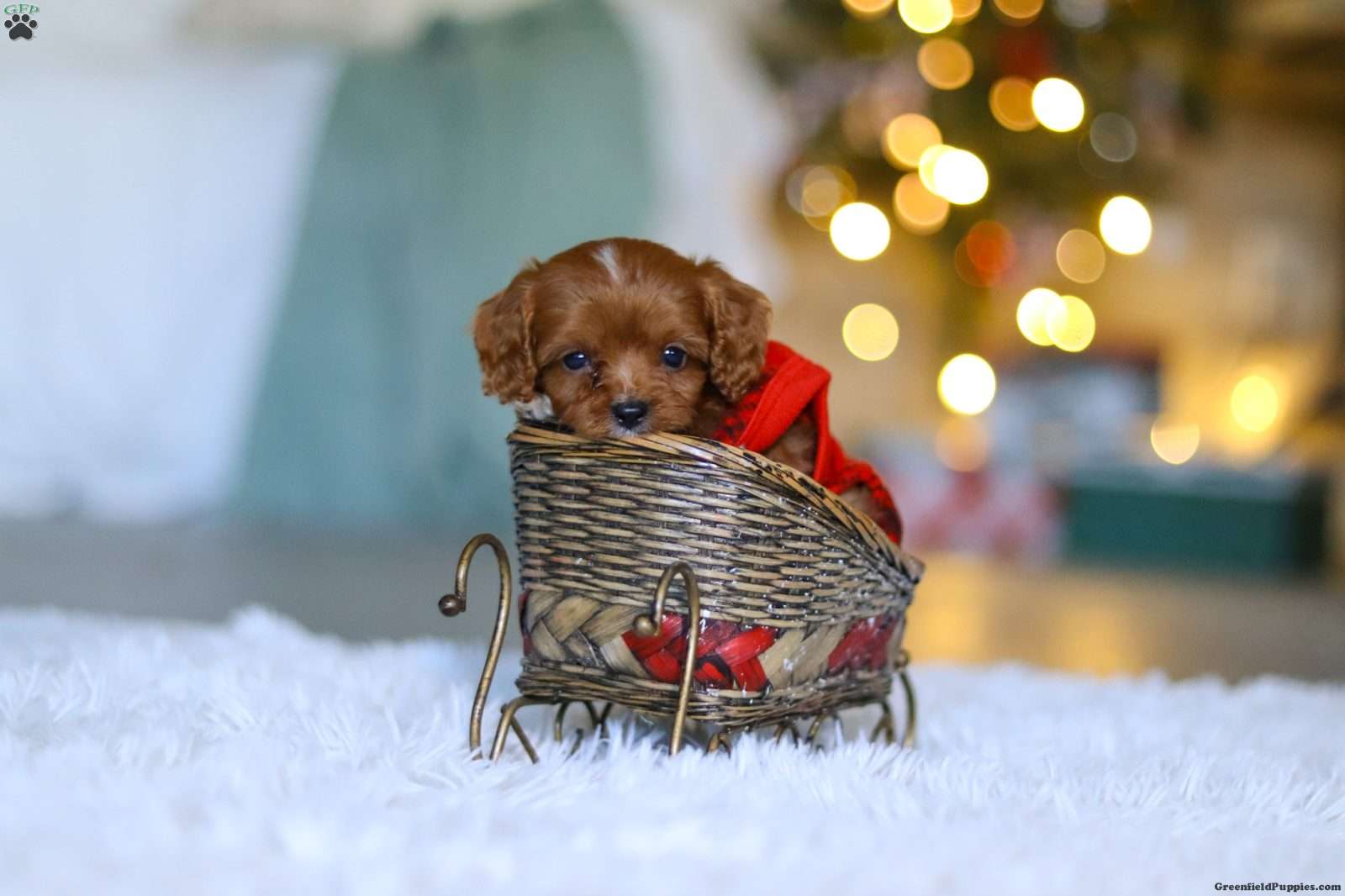 Tiny Teddy - Cavapoo Puppy For Sale in Ohio