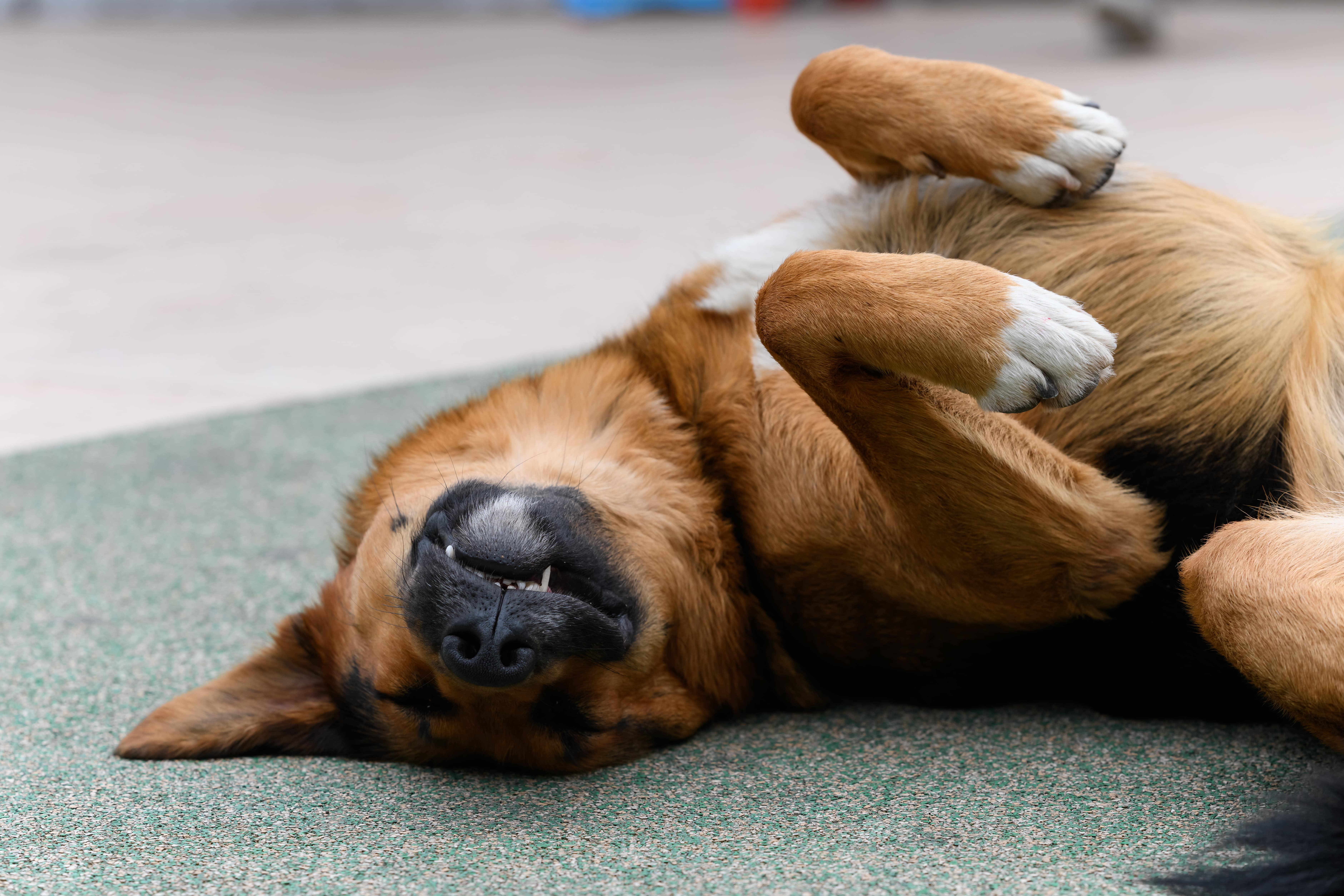 Why Does My Dog Snore? 6 Reasons Your Dog Might Be Snoring