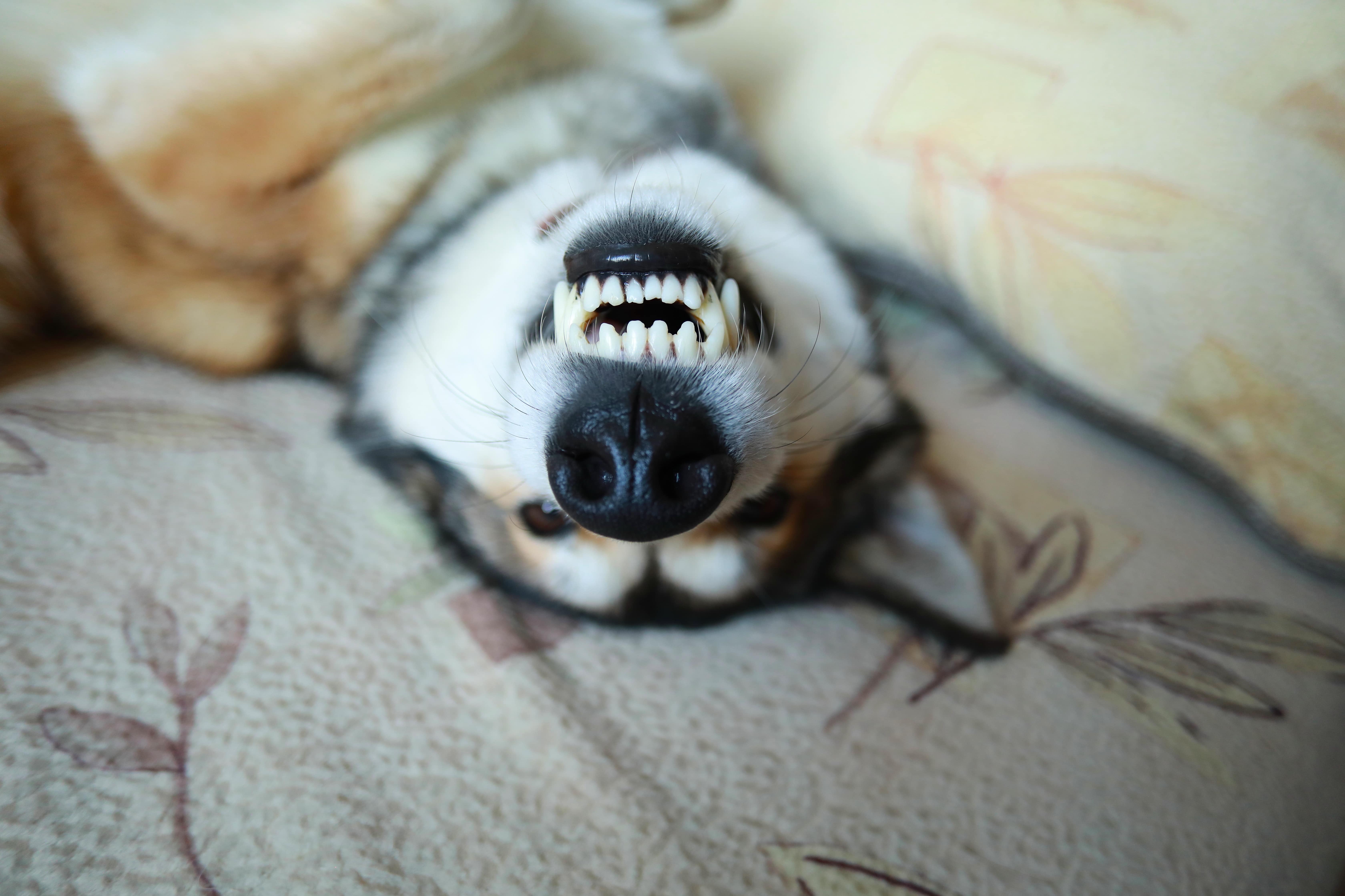 What to Do If Your Dog Has a Loose Tooth - Greenfield Puppies