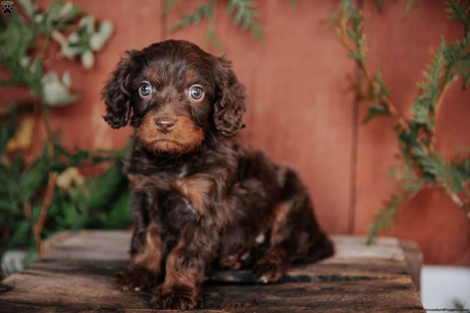 Sammy - Cavapoo Puppy For Sale in Pennsylvania