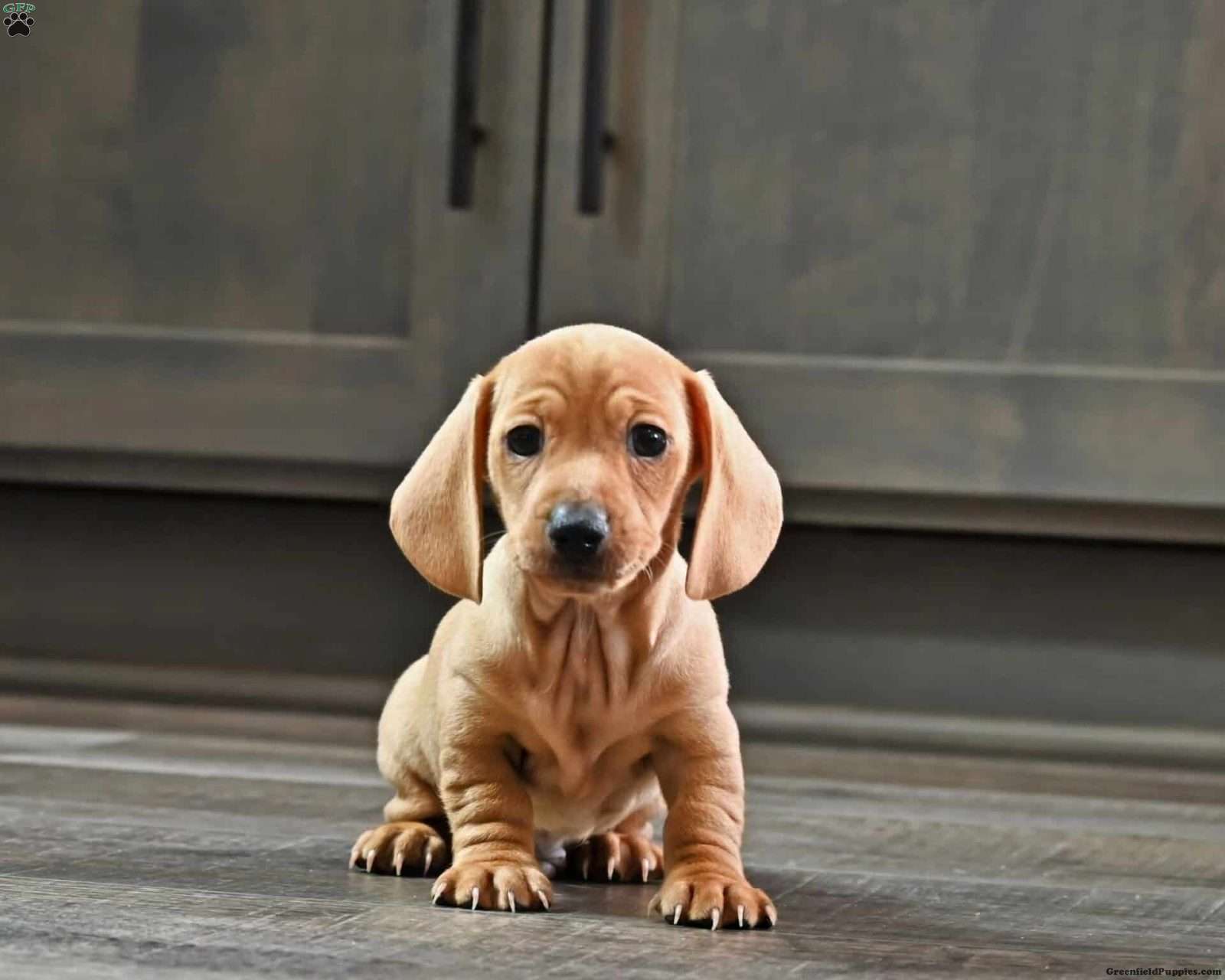Wennie - Dachshund Puppy For Sale in Ohio